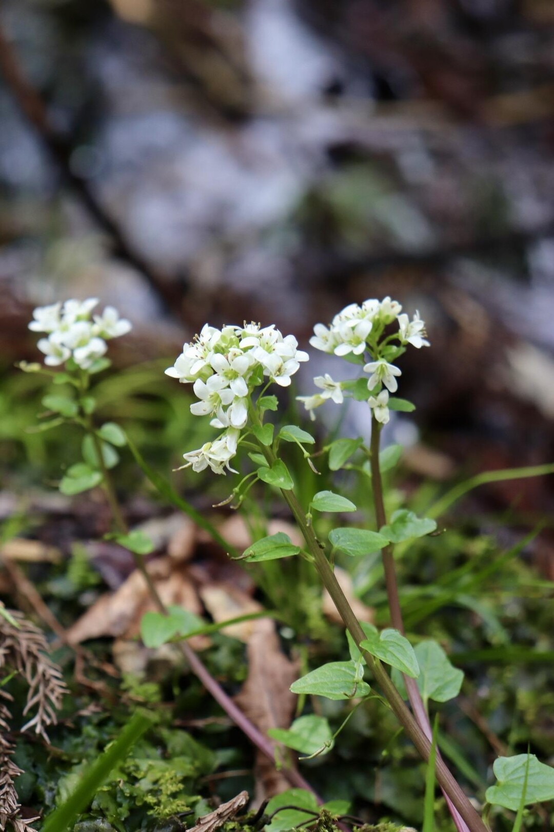 藤原岳麓に4/5 ワサビ？ ヒトリシズ... / hideさんのモーメント | YAMAP / ヤマップ