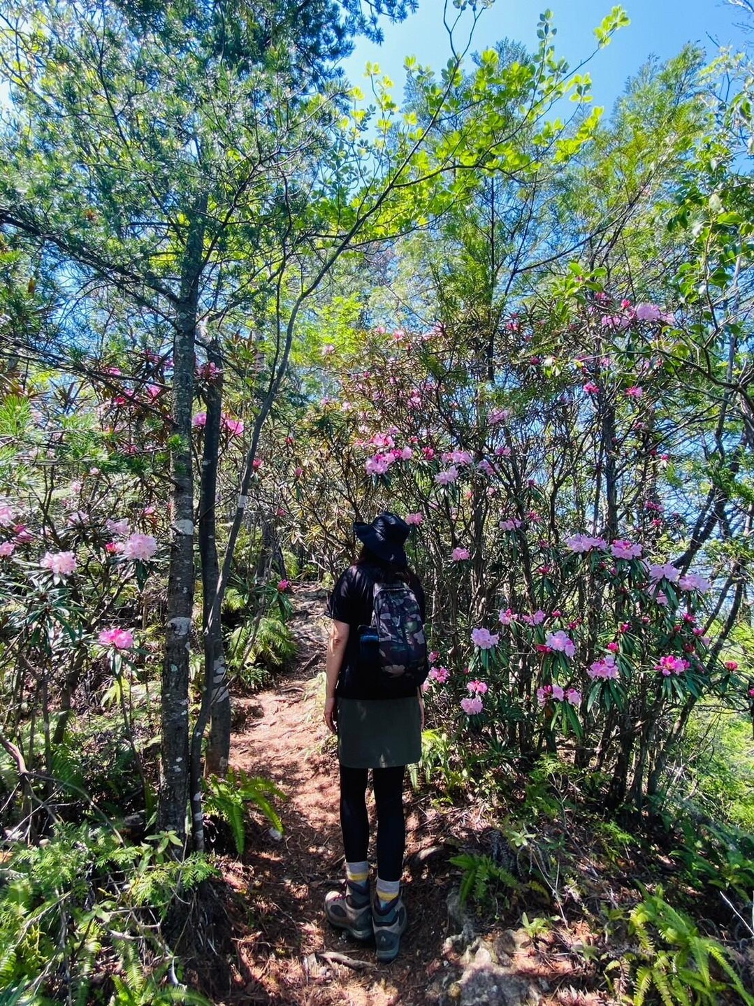 上臈岩🌸シャクナゲ尾根 / kaorinさんの宇連山・鳳来寺山・岩古谷山の活動データ | YAMAP / ヤマップ