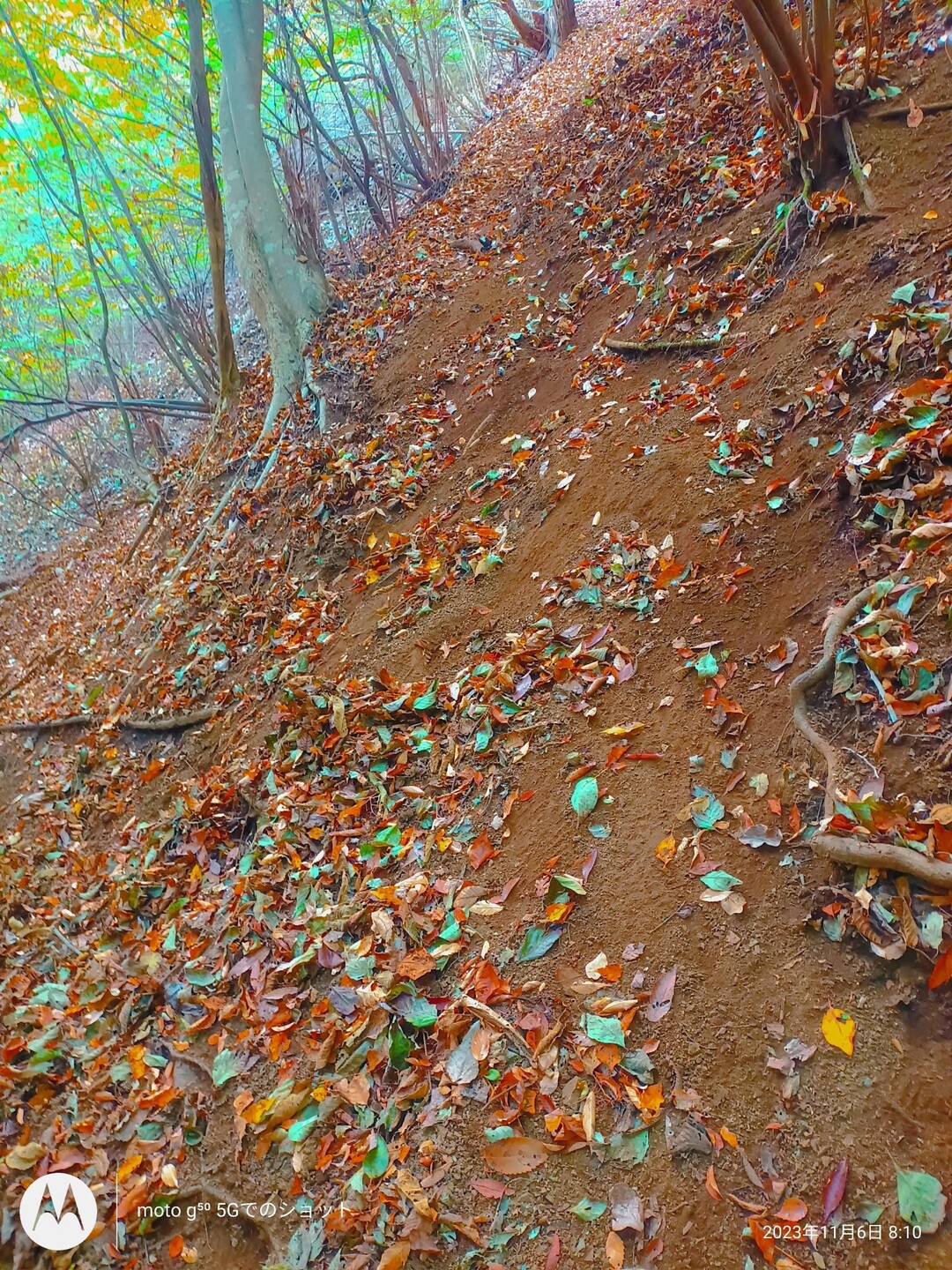 man forestさんの投稿したフィールドメモ | YAMAP / ヤマップ