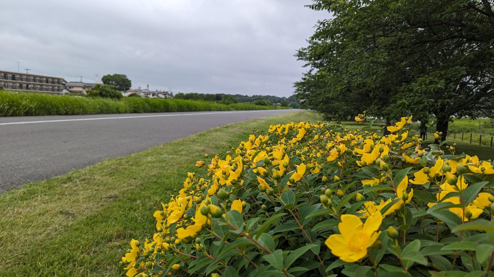 手賀沼ランニング-2024-05-27 / TK54さんのランニングの活動データ | YAMAP / ヤマップ