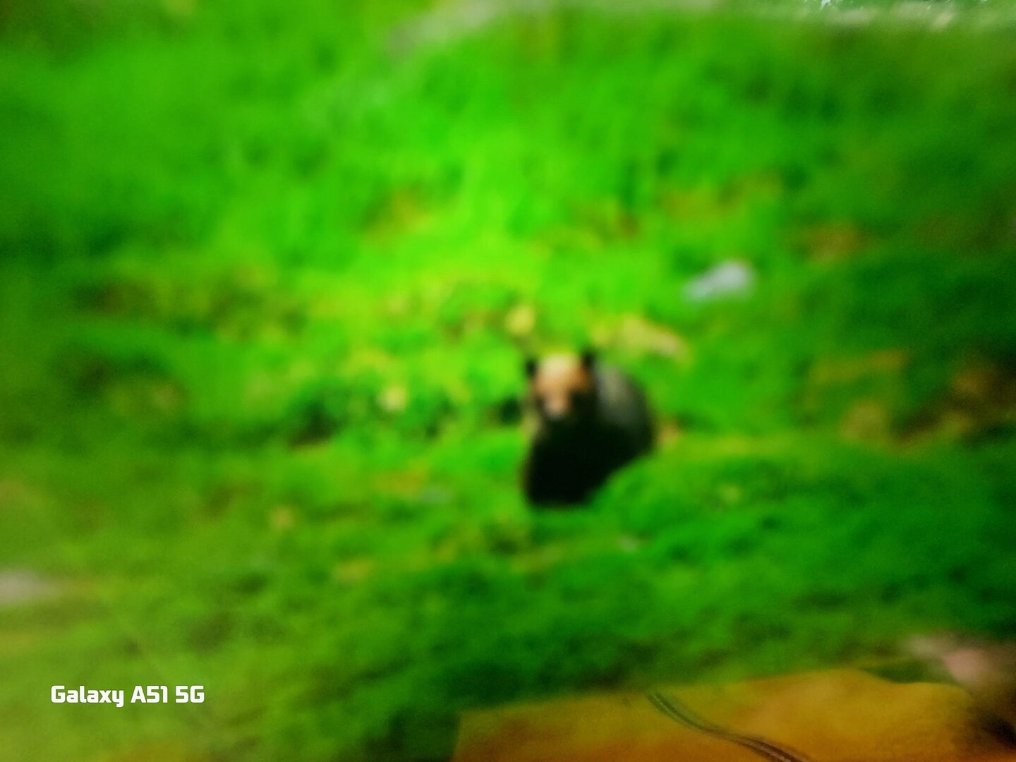 トムラウシ山 ヒグマ 鳴き兎 鹿に遭遇 / イキザマさんのGT3 2の活動日記 | YAMAP / ヤマップ