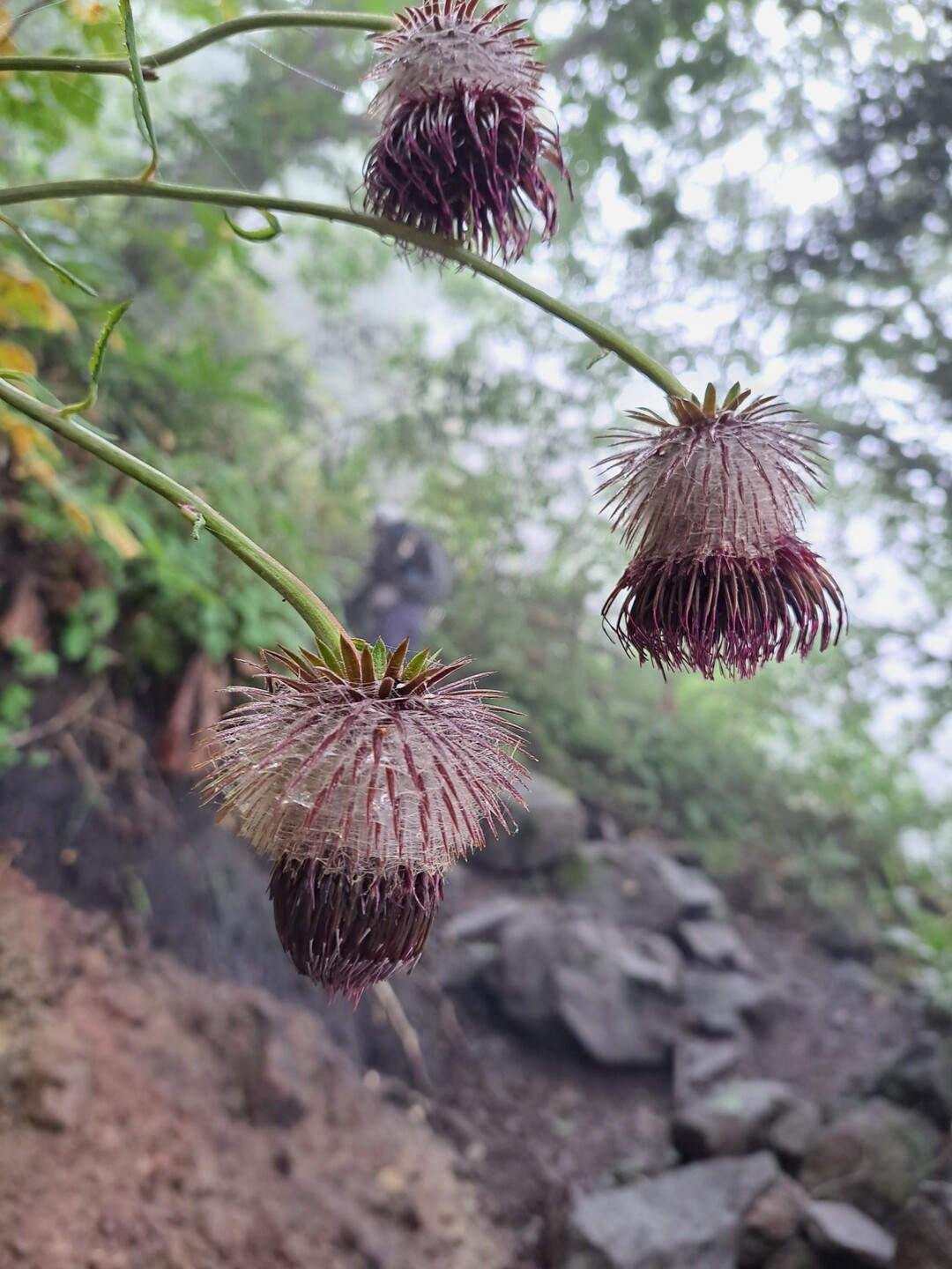 飯縄山でオコジョに出逢う🐾 / take2さんの飯縄山の活動データ | YAMAP / ヤマップ