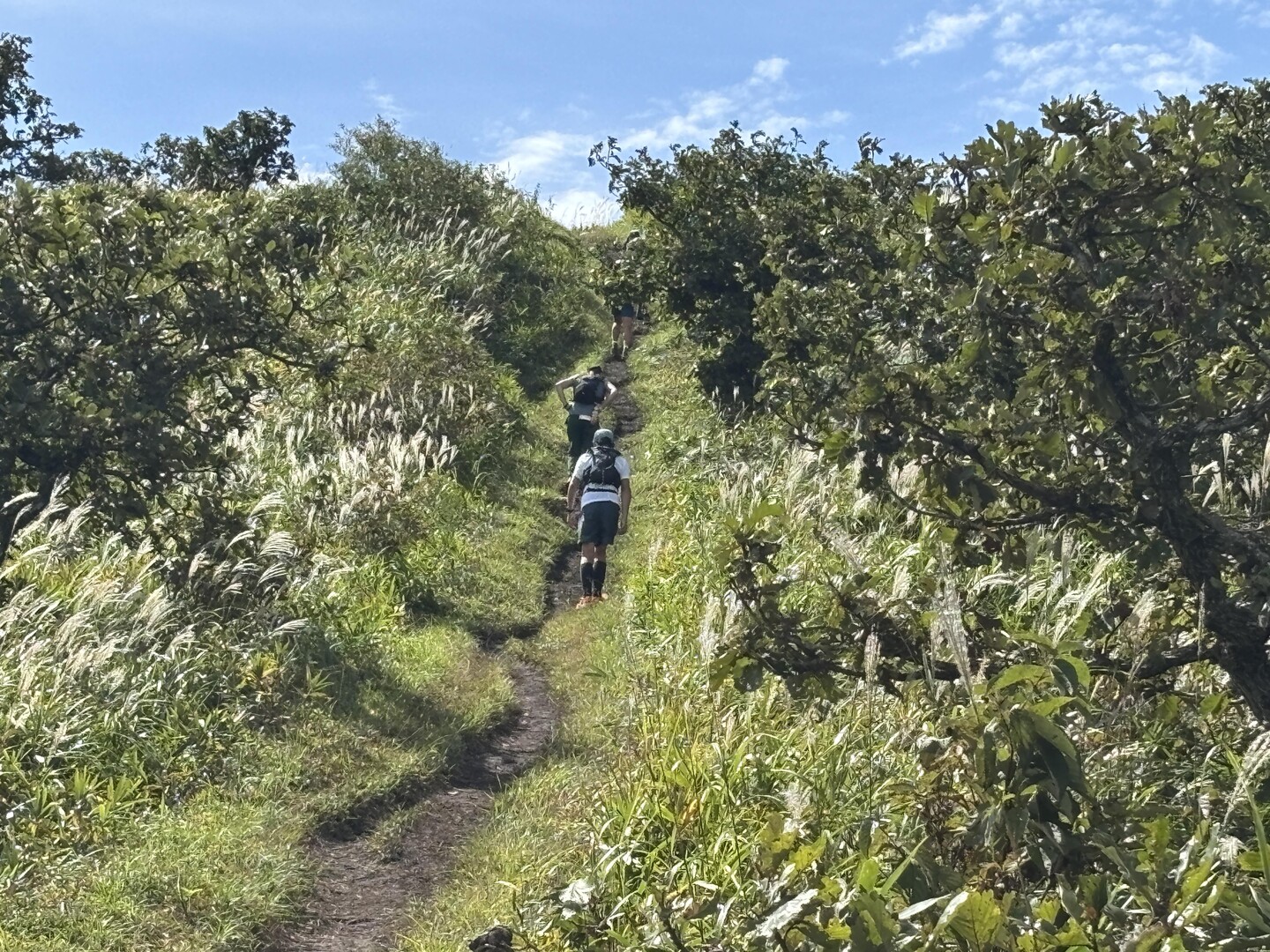 三平山 / momacさんの毛無山の活動データ | YAMAP / ヤマップ