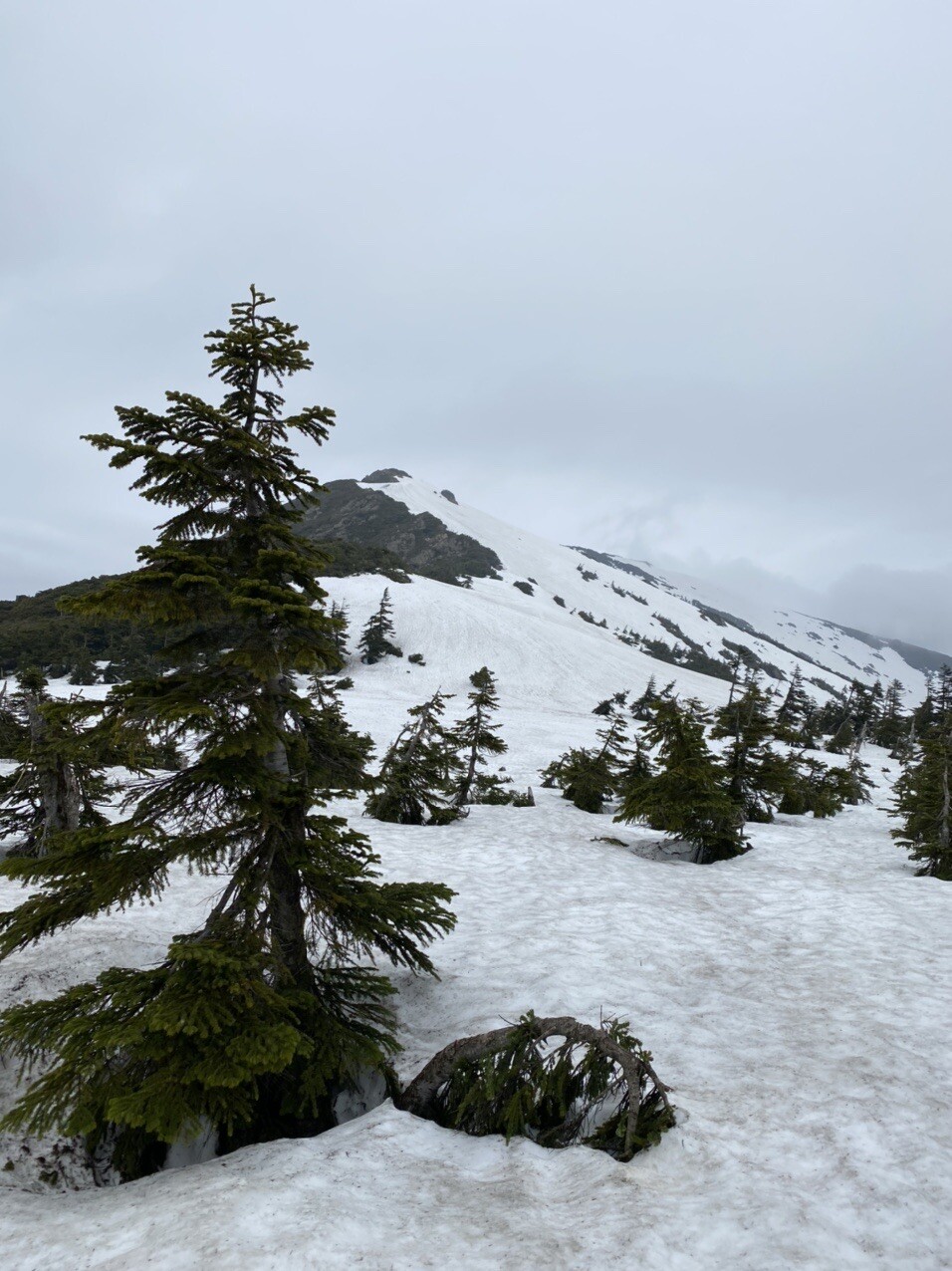 至仏山 / Bii&Guunさんの尾瀬・至仏山・悪沢岳・笠ヶ岳の活動データ | YAMAP / ヤマップ