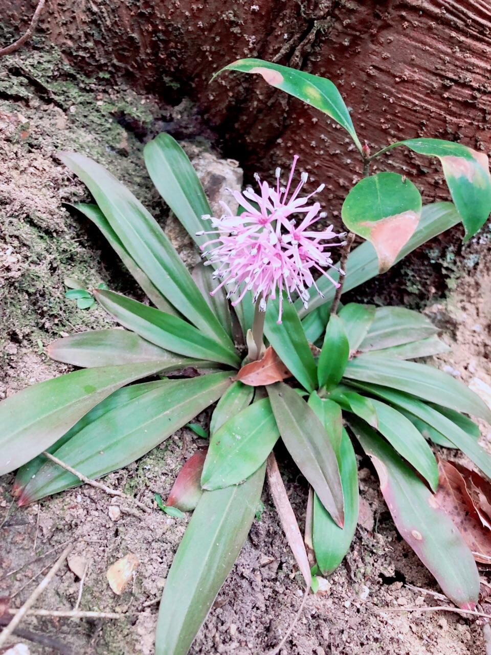 Ruppi🍀のページ | YAMAP / ヤマップ