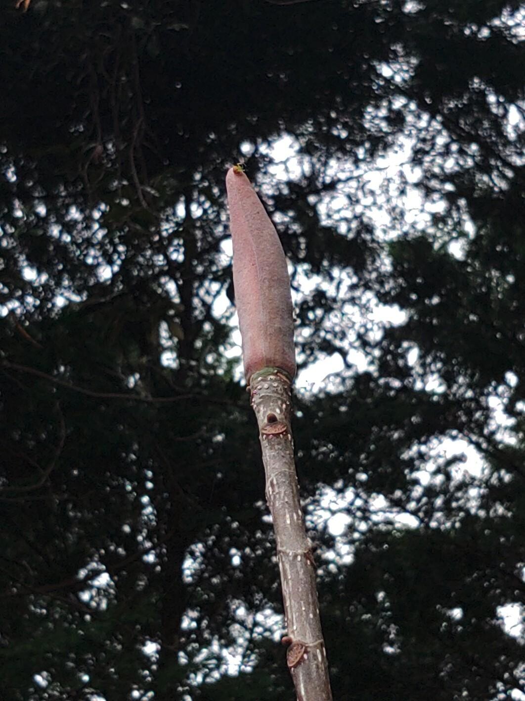 妙に目についたからGoogleレンズで調... / この人さんのモーメント | YAMAP / ヤマップ