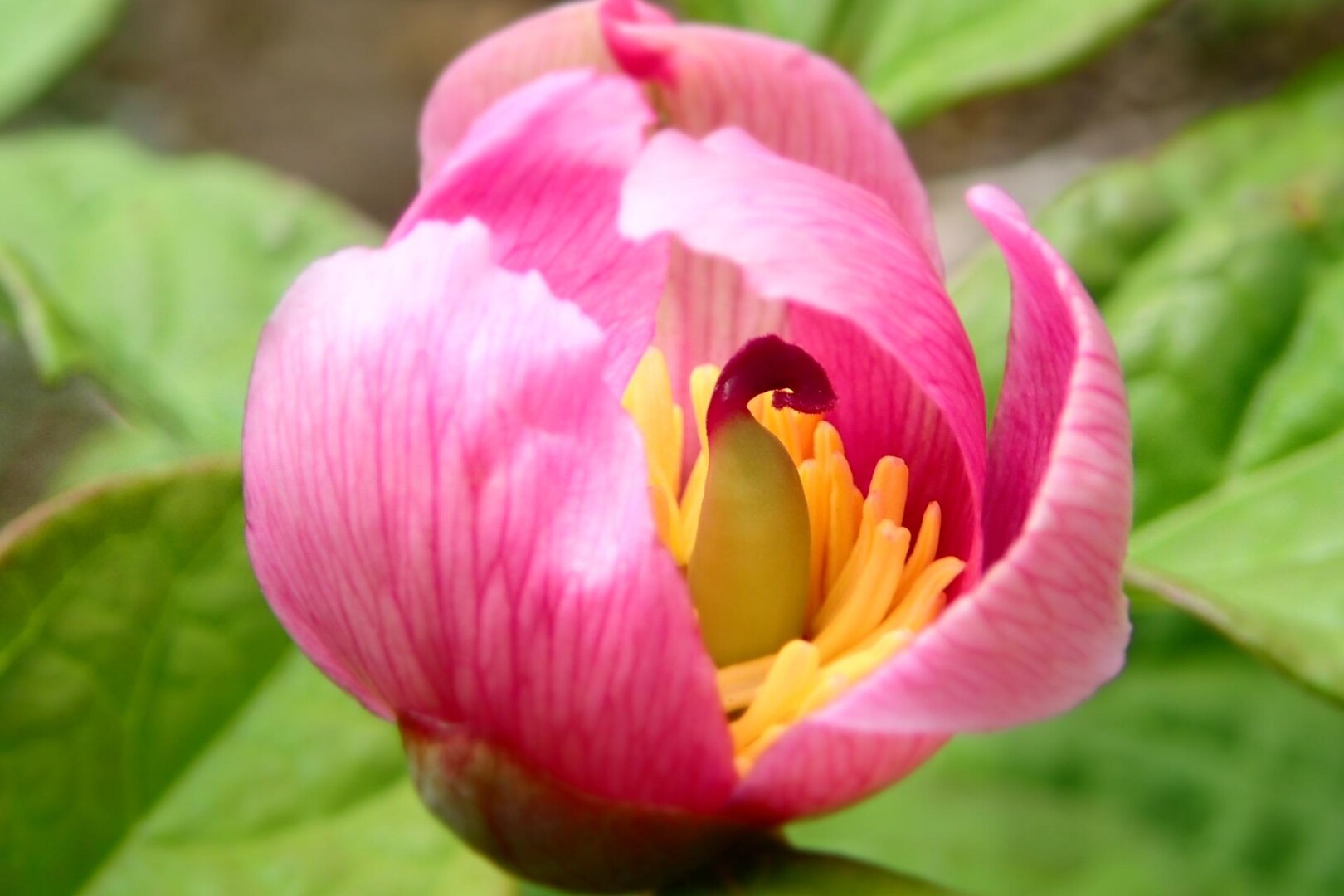 学能堂山・三峰山etc周回-230528 / ariariさんの三峰山・学能堂山・栗ノ木岳の活動データ | YAMAP / ヤマップ