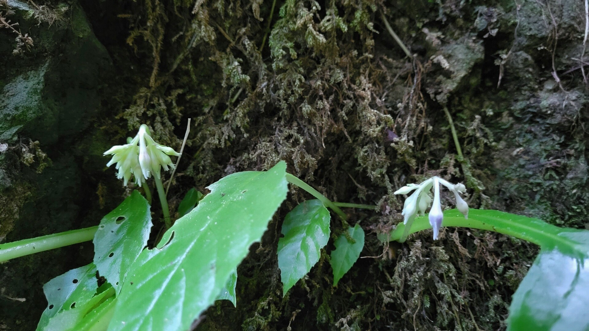 ちょっと近所で花探し。イワタバコはまだま... / 3104さんのモーメント | YAMAP / ヤマップ