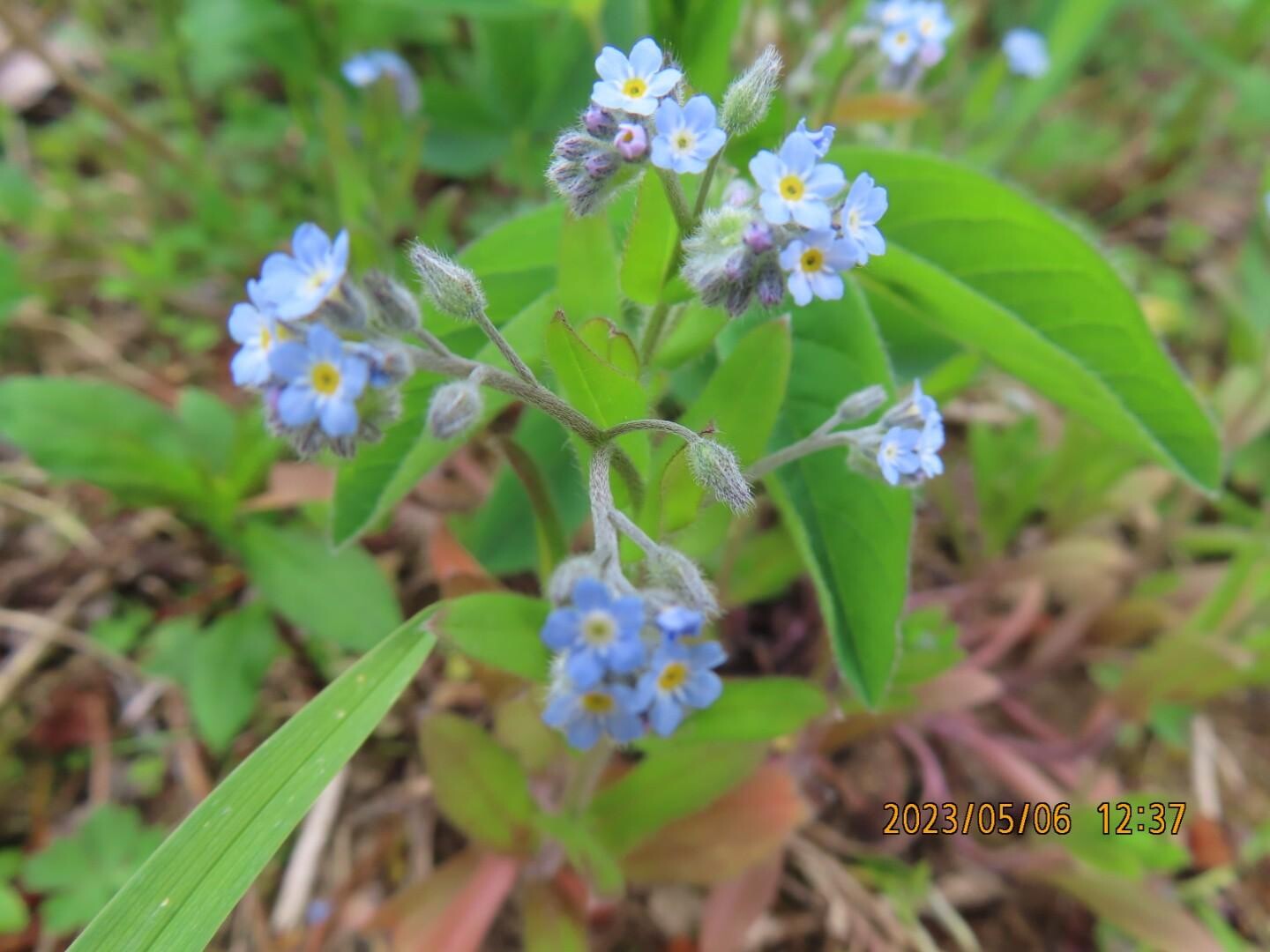 とある山野草園です‼️😃💕 / としちゃんさんさんのモーメント | YAMAP / ヤマップ