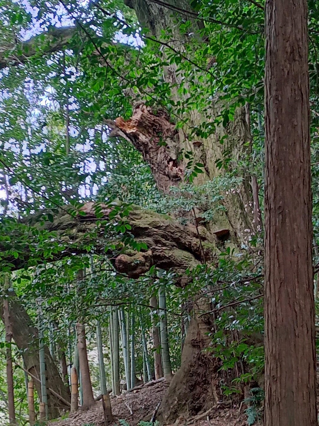 ちょっと気になって 美濃夜神社 htt... / yuusenさんのモーメント | YAMAP / ヤマップ