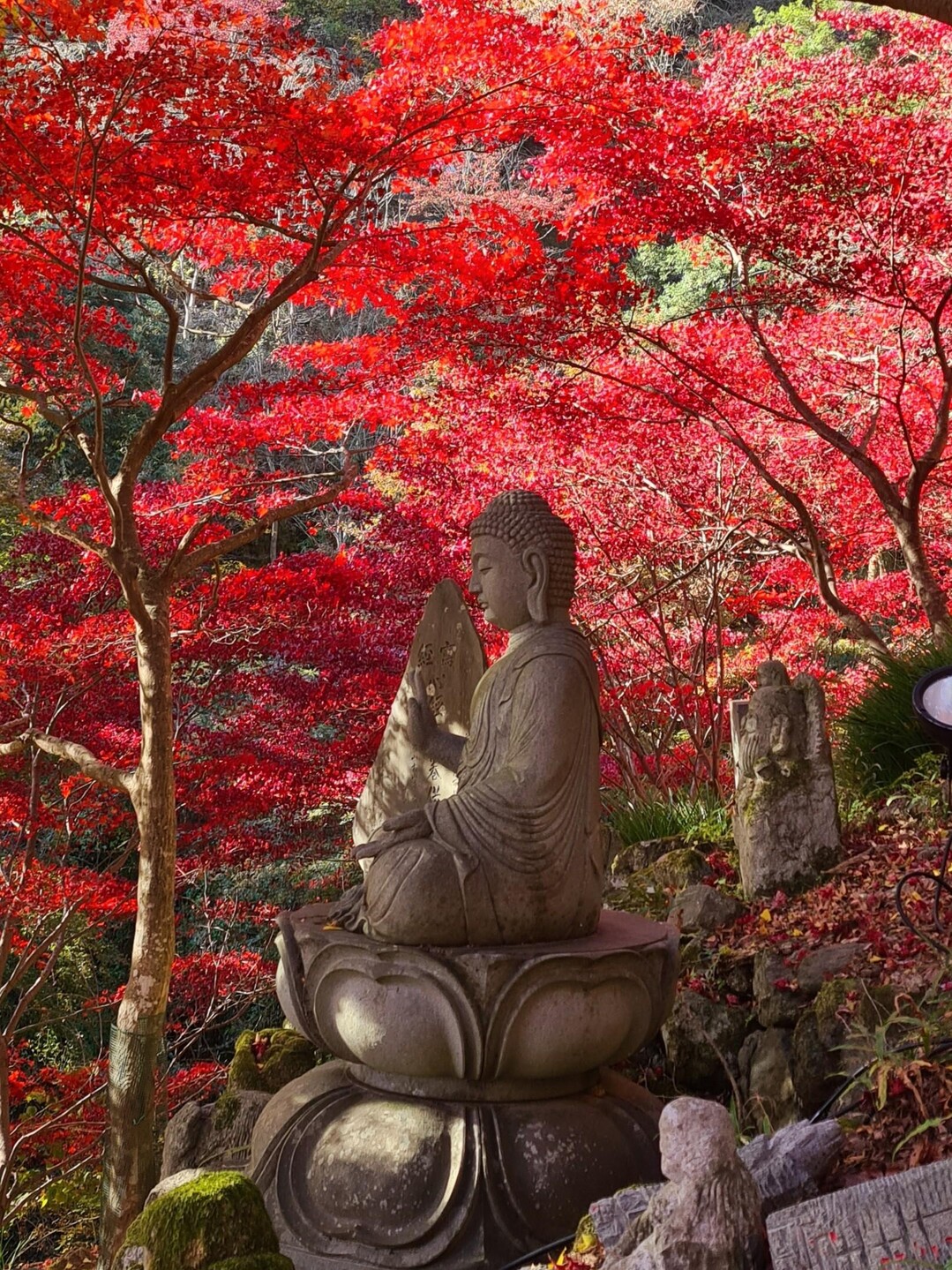 紅葉終わり頃の大山 / Joさんの大山の活動データ | YAMAP / ヤマップ