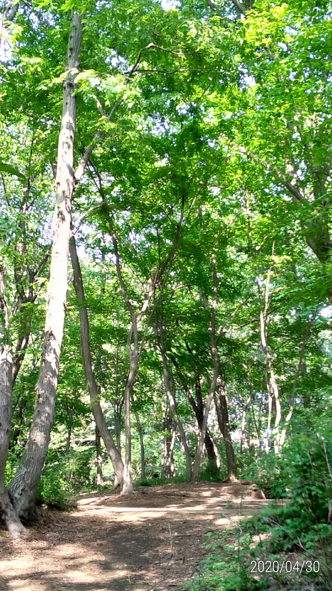 県立座間谷戸山公園🚲 / ryuyuさんの厚木市の活動日記 | YAMAP / ヤマップ