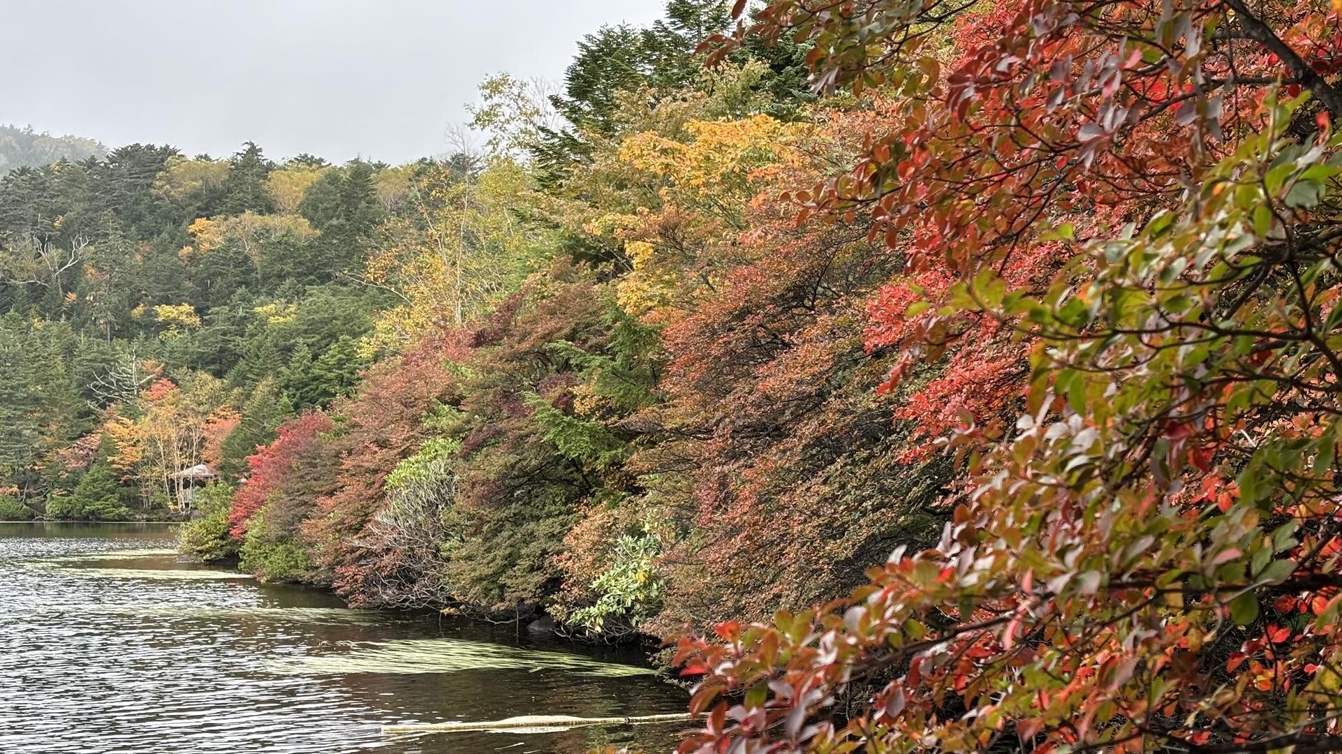 雨でも楽しむ♪…白駒池、蓼科湖、御射鹿池 / sueさんの蓼科山・横岳・縞枯山の活動データ | YAMAP / ヤマップ