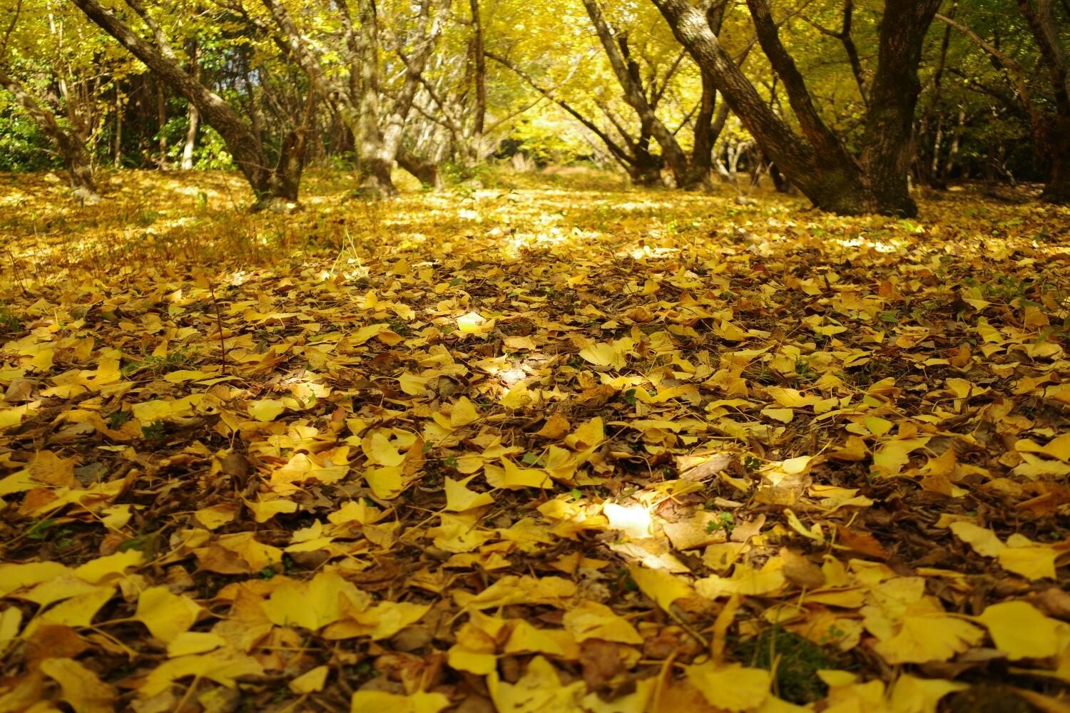 Stay gold ️明星山 / n-u-m-aさんの明星山・白金山の活動データ | YAMAP / ヤマップ