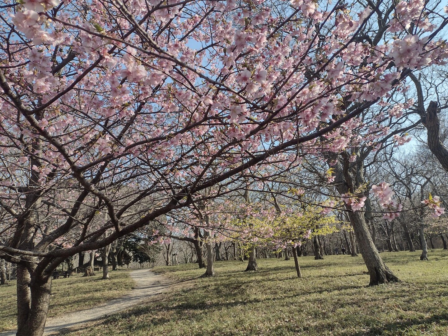 三舟山ウォーク / my-kyさんの三舟山の活動データ | YAMAP / ヤマップ