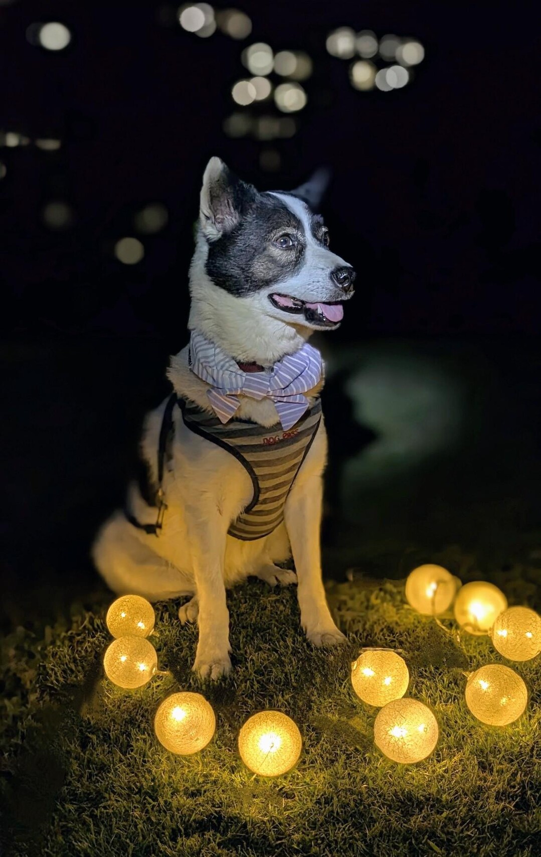 Dog moon evening 🌕️... / もみじ🐺 & パパ😎さんのモーメント | YAMAP / ヤマップ