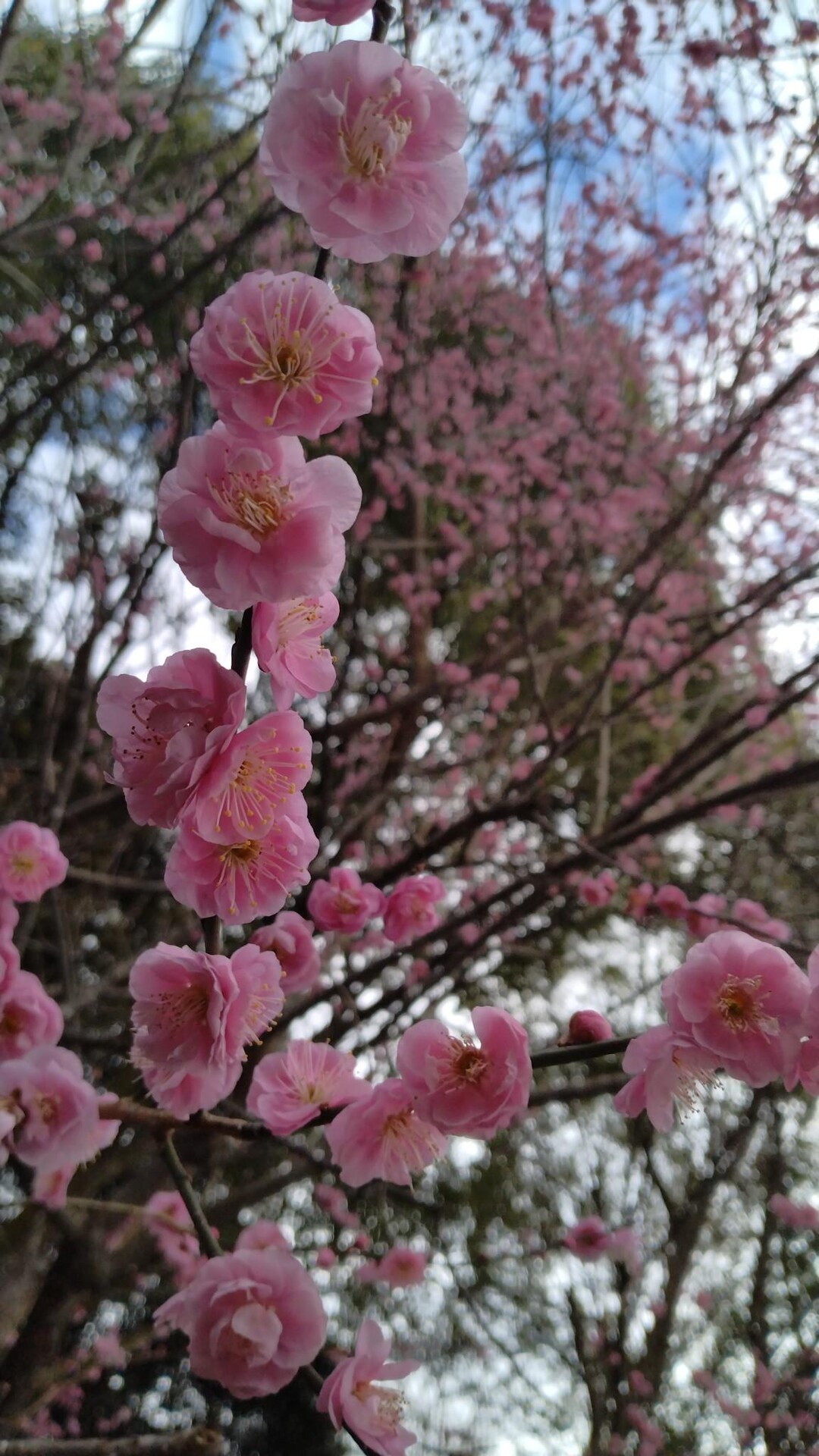 大阪府交野、星田25連山チャレンジ② / bptanakaさんの交野山・国見山の活動データ | YAMAP / ヤマップ