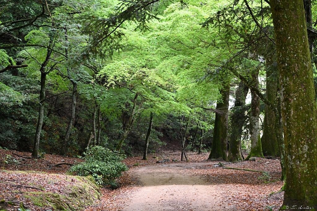 宮島ウォーキング / Kanameさんの宮島（厳島）・弥山の活動データ | YAMAP / ヤマップ