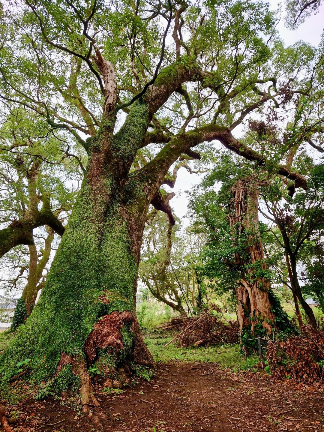 PH牛頭野岡からPSへP🙄 / ピーさんの牛頭野岡の活動データ | YAMAP / ヤマップ