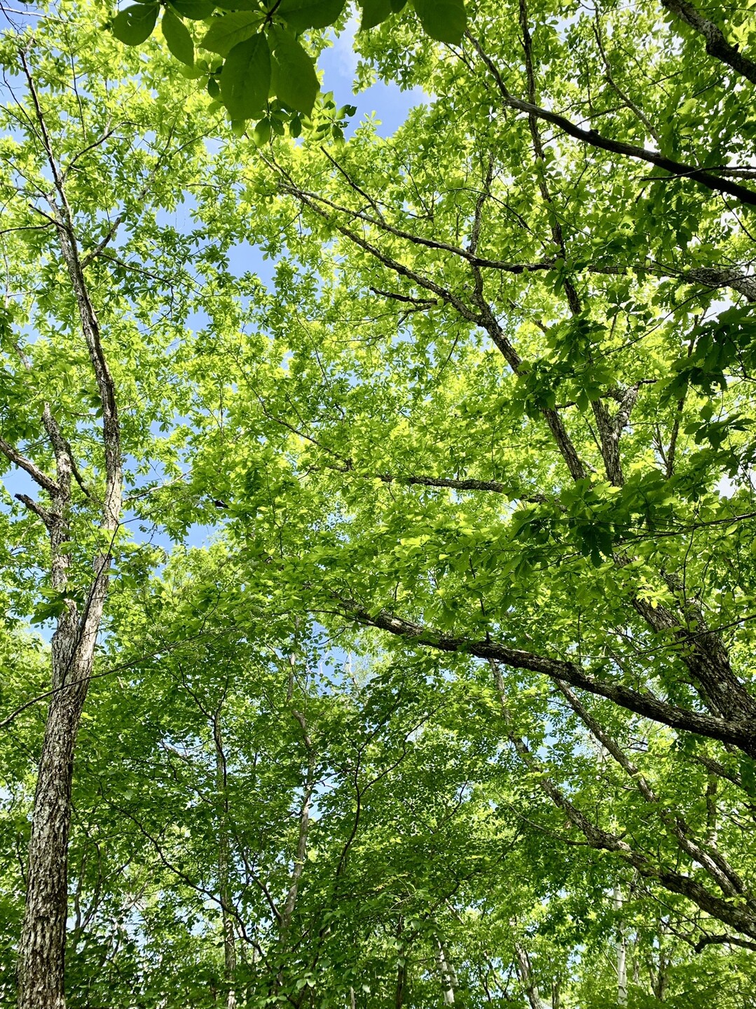 飯縄山（飯綱山） / saccoさんの飯縄山の活動データ | YAMAP / ヤマップ