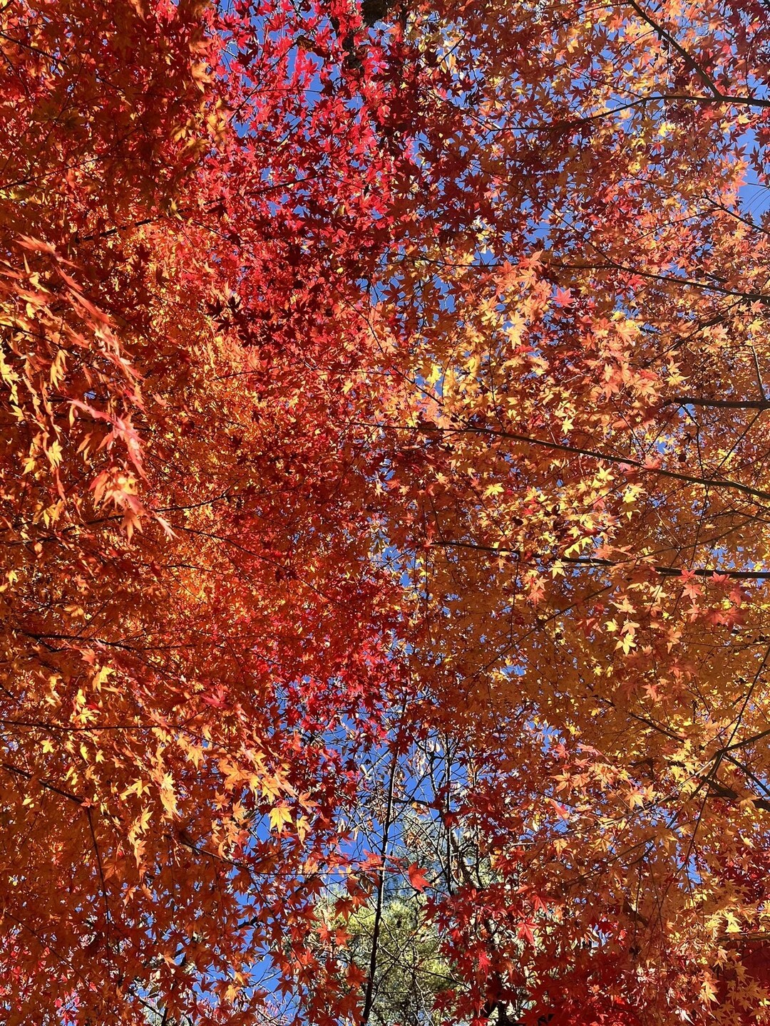 城山（小仏城山）・高尾山・神変山 / ssさんの高尾山・陣馬山・景信山の活動データ | YAMAP / ヤマップ