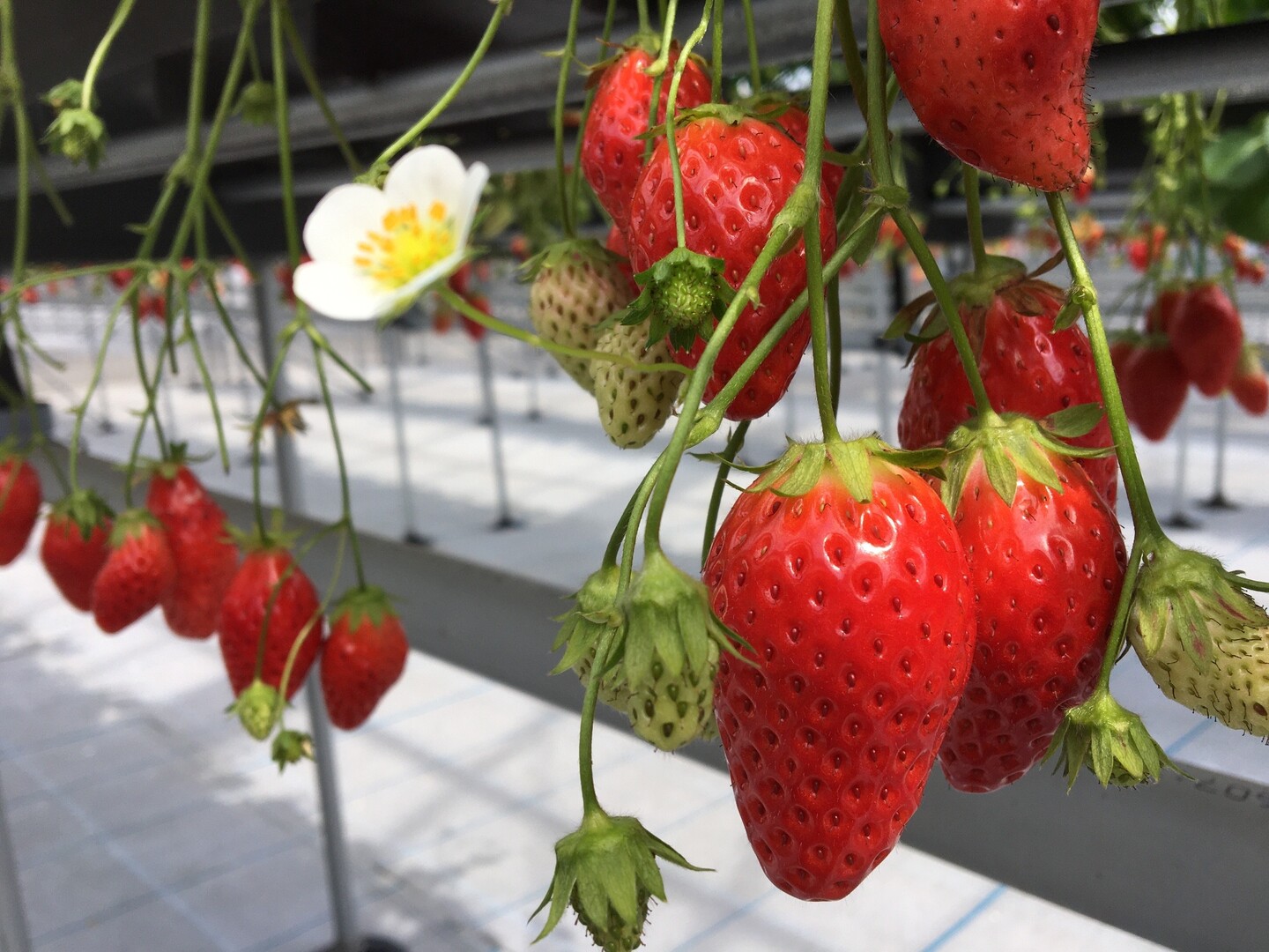 いちご。。。(*´Д`*) / Izumi🔰さんのモーメント | YAMAP / ヤマップ