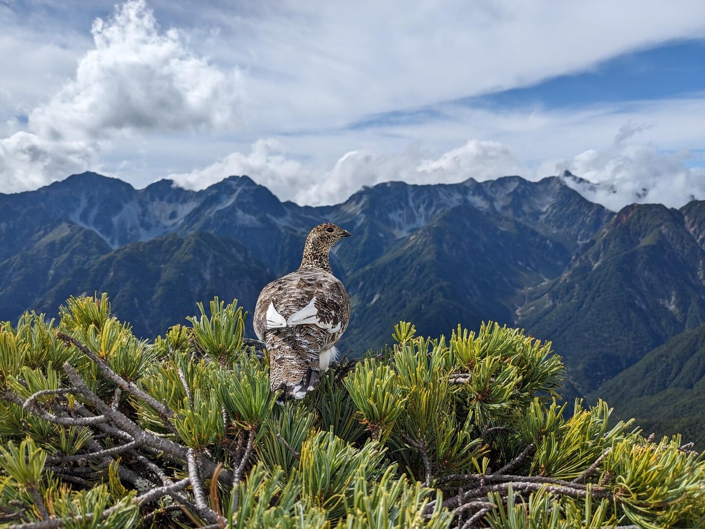 前常念岳・常念岳・蝶槍・蝶ヶ岳 / minoさんの常念岳・大天井岳・燕岳の活動データ | YAMAP / ヤマップ
