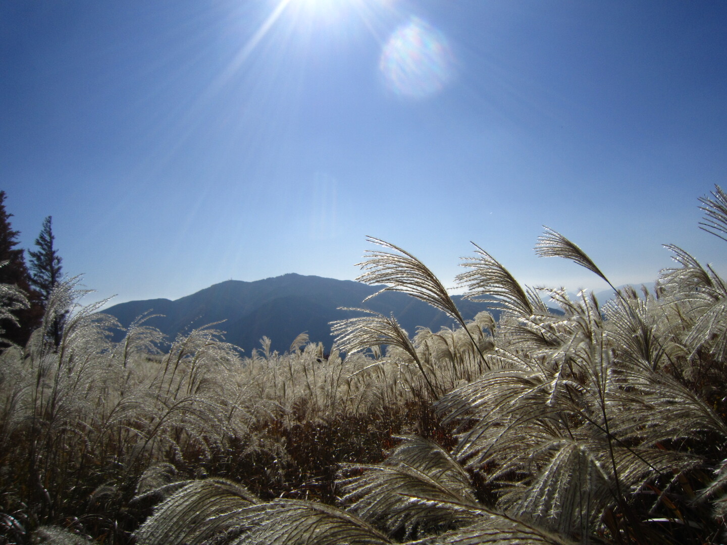 葛城山 / misoyanさんの金剛山・二上山・大和葛城山の活動データ | YAMAP / ヤマップ