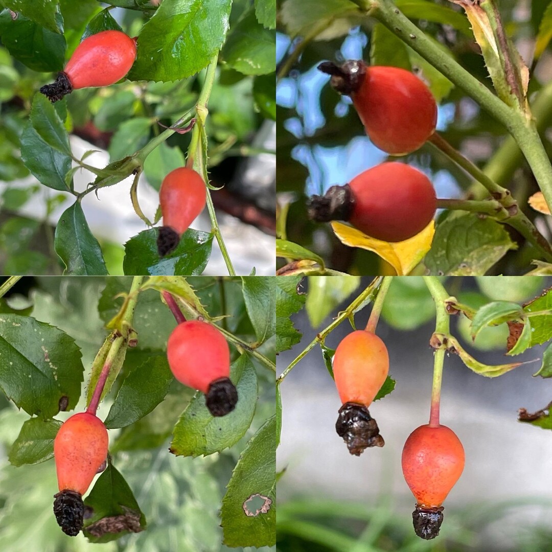 薔薇にも秋の気配 ️ 薔薇ローズピップ！... / ken-3さんのモーメント | YAMAP / ヤマップ