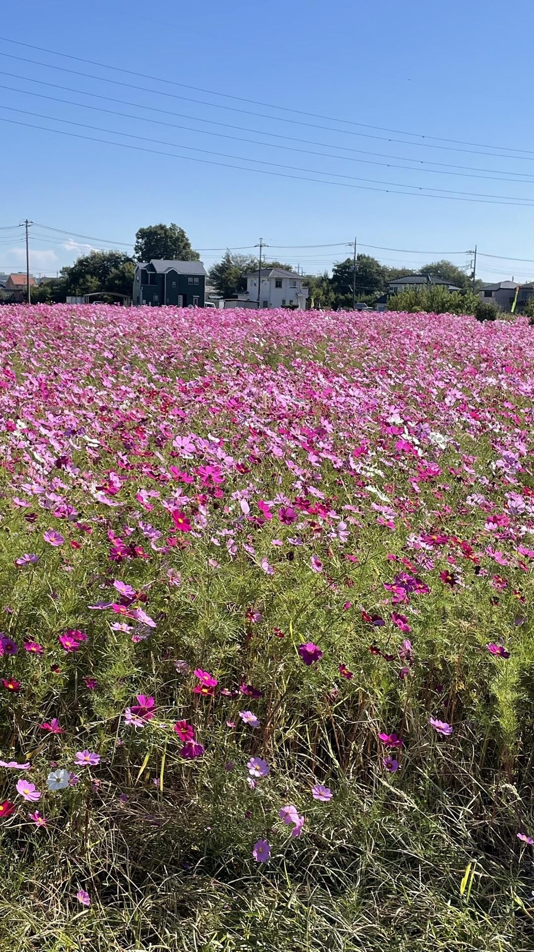 コスモス巡りラン / ken-3さんの狭山市の活動データ | YAMAP / ヤマップ