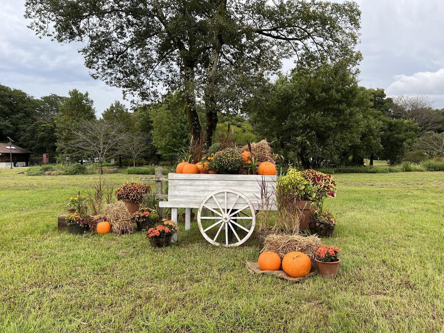 🎃ウォーキング👻 / yuccoさんのウォーキングの活動データ | YAMAP / ヤマップ