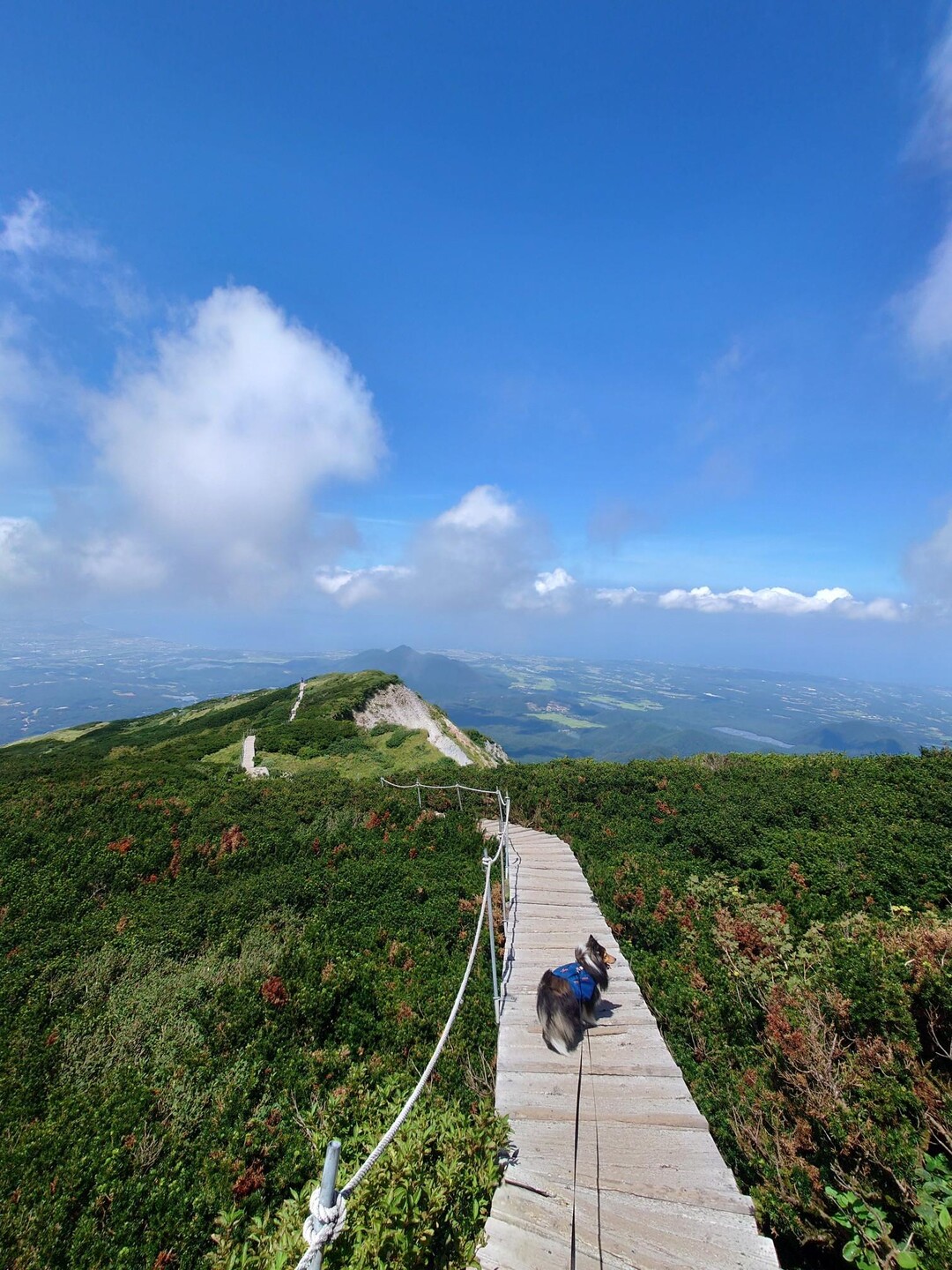 大山（弥山） / Teddyさんの大山・甲ヶ山・野田ヶ山の活動データ | YAMAP / ヤマップ