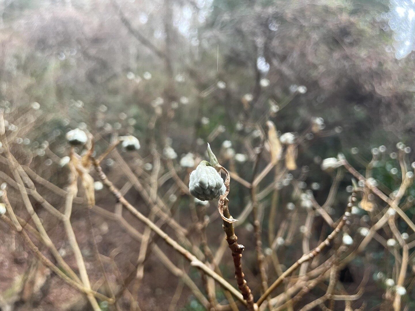 新城トレイル32k 試走 / kjさんの宇連山・鳳来寺山・岩古谷山の活動データ | YAMAP / ヤマップ