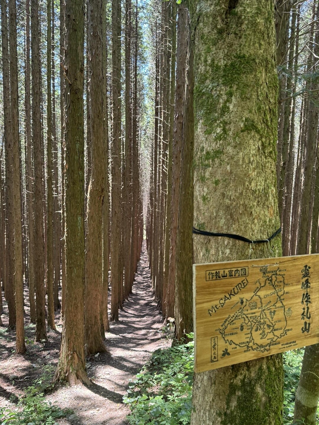 17人キャンプ🏕️からの作礼山 / kayoさんの作礼山の活動データ | YAMAP / ヤマップ