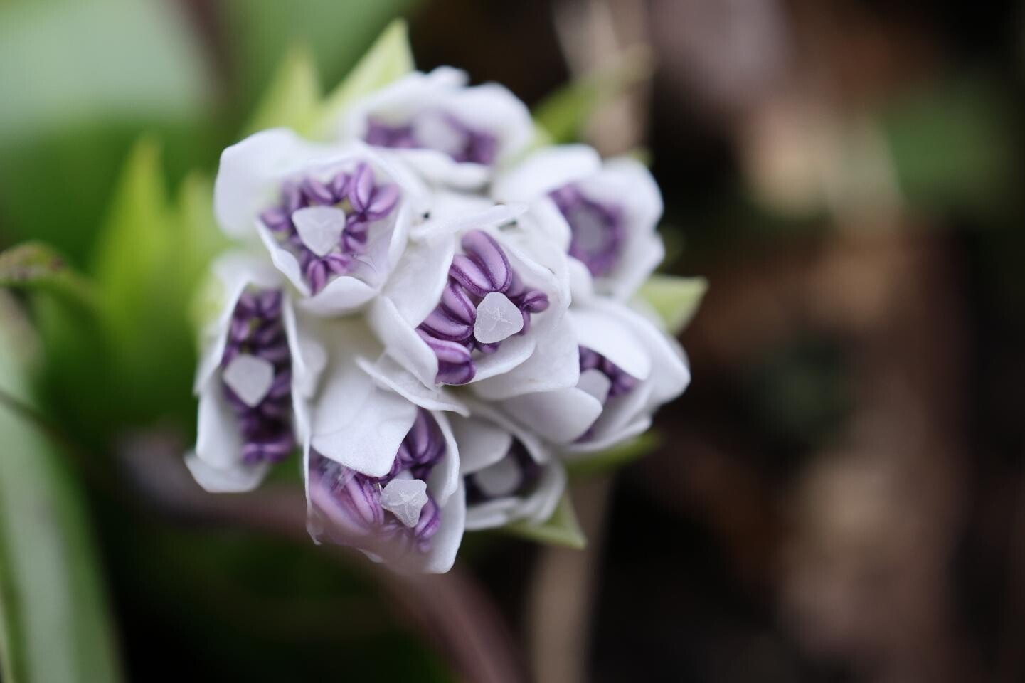 ショウジョウバカマとタマゴケ / miippさんのその他の活動データ | YAMAP / ヤマップ