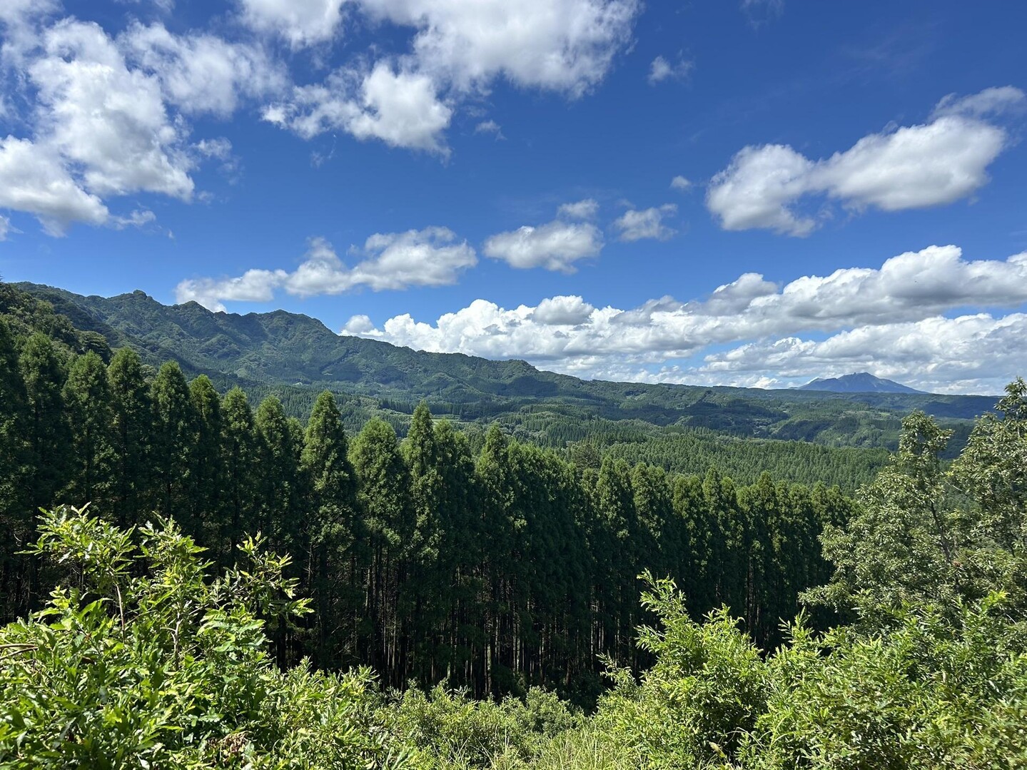 プチヤブ低山と花散策((´∀`*)) 名子山・美女ヶ嶽 / datinさんの祖母山の活動データ | YAMAP / ヤマップ
