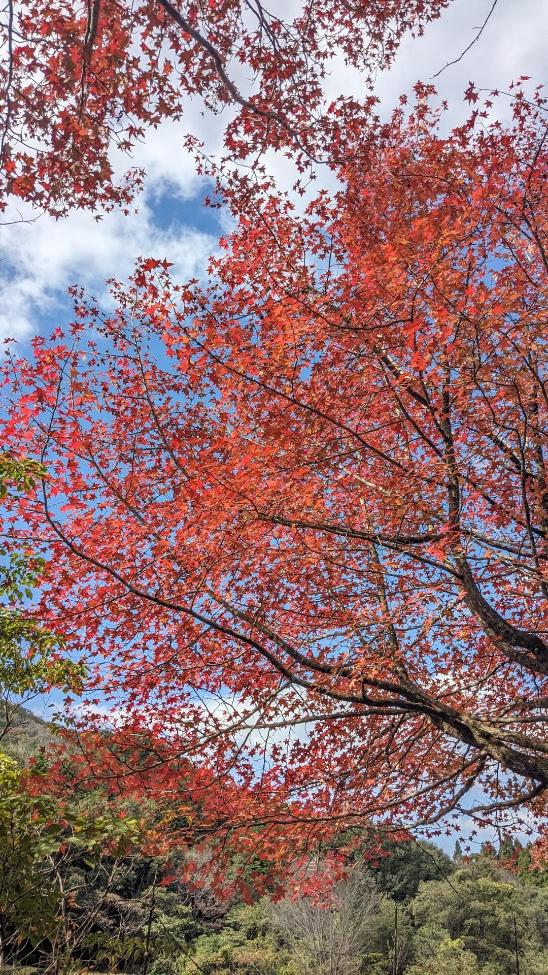 高御位山 / seigoさんの高御位山・播磨アルプスの活動データ | YAMAP / ヤマップ