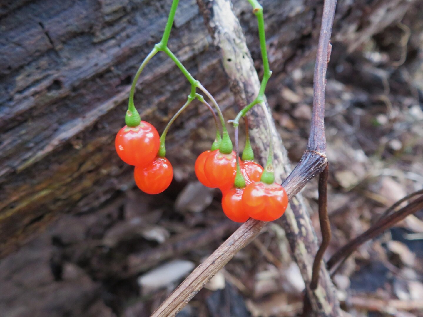 八幡IC周辺超低山2座 / 高所恐怖症さんの福智山・尺岳・雲取山の活動データ | YAMAP / ヤマップ