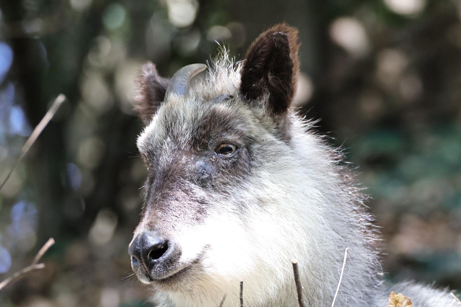 年末カモシカSP / y̆̈u-ki̤̮さんの猿投山・物見山の活動データ | YAMAP / ヤマップ