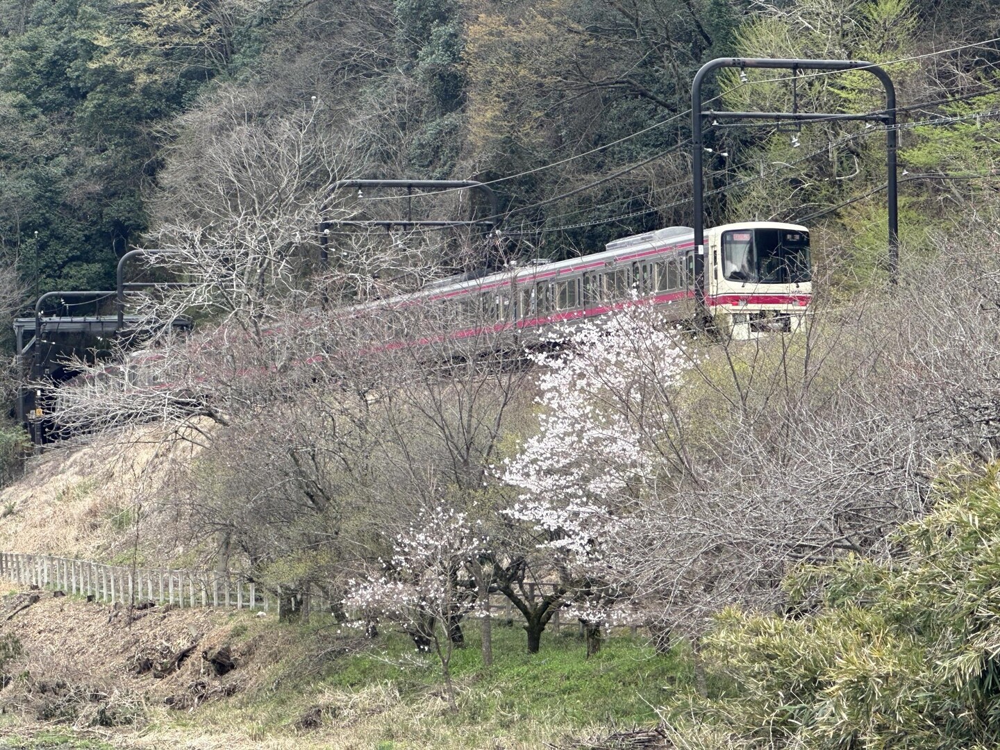 春の小仏城山＆高尾山🌸お花探し / sakuramtさんの高尾山・陣馬山・景信山の活動データ | YAMAP / ヤマップ