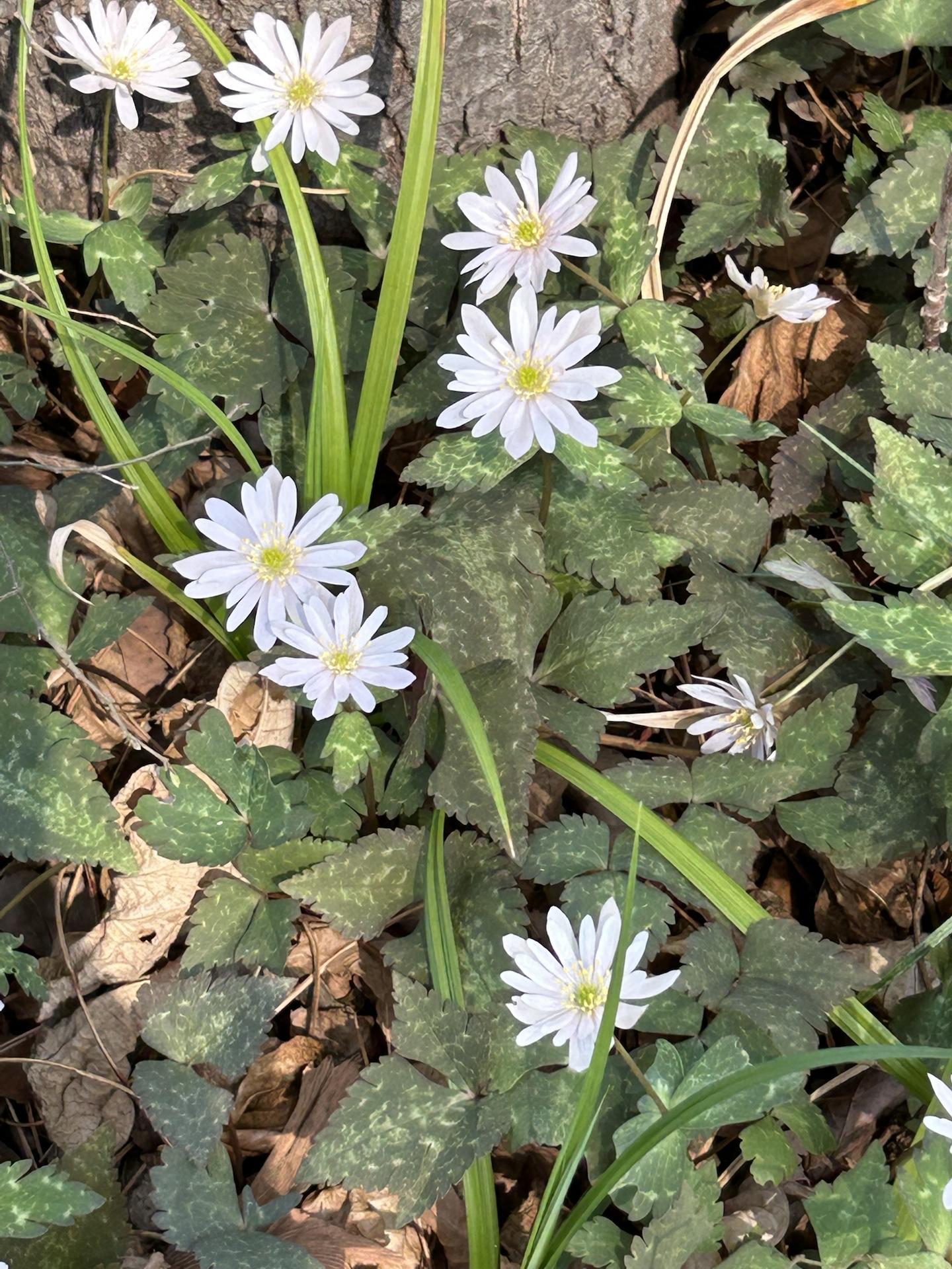 牧野記念庭園に行ってきました♪ 春爛漫 ... / Chieさんのモーメント | YAMAP / ヤマップ