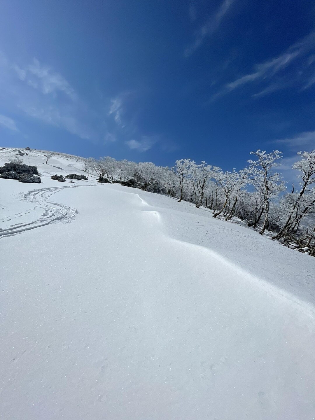 綿向山・イハイガ岳 / Bobさんの綿向山の活動データ | YAMAP / ヤマップ