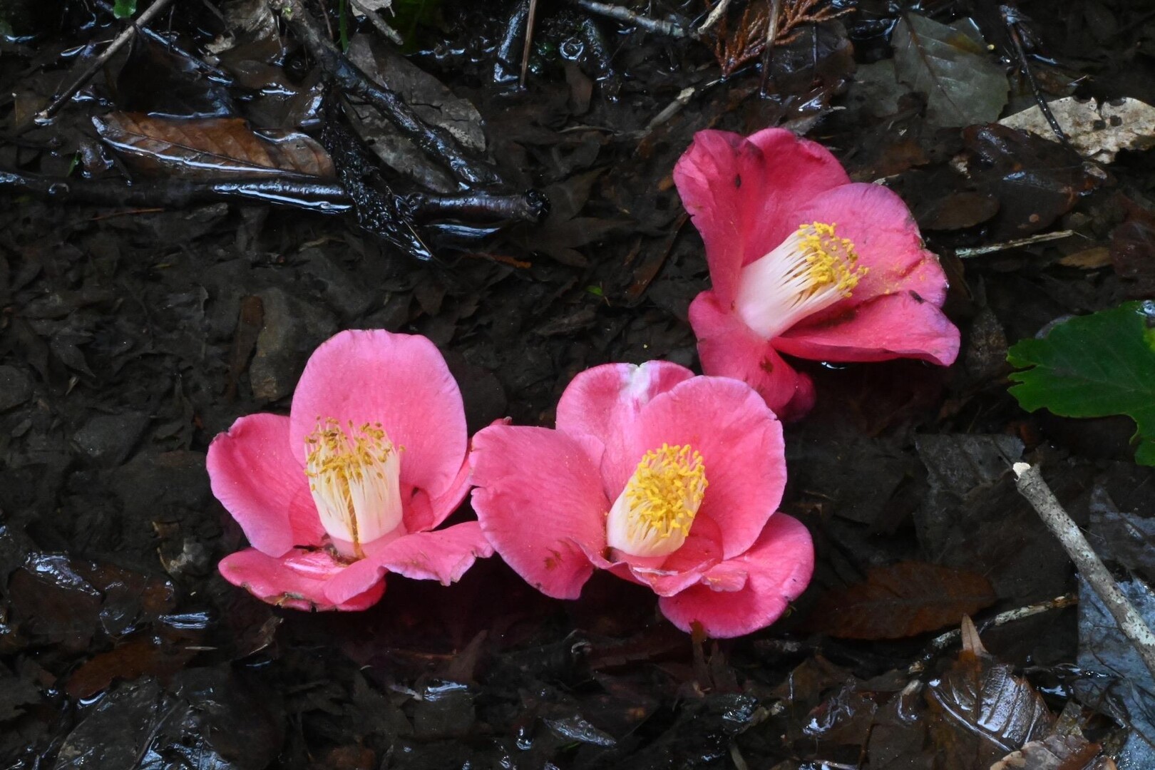 クールダウンに 川沿いに / Naope!さんの本宮山・大日山・風頭山の活動データ | YAMAP / ヤマップ