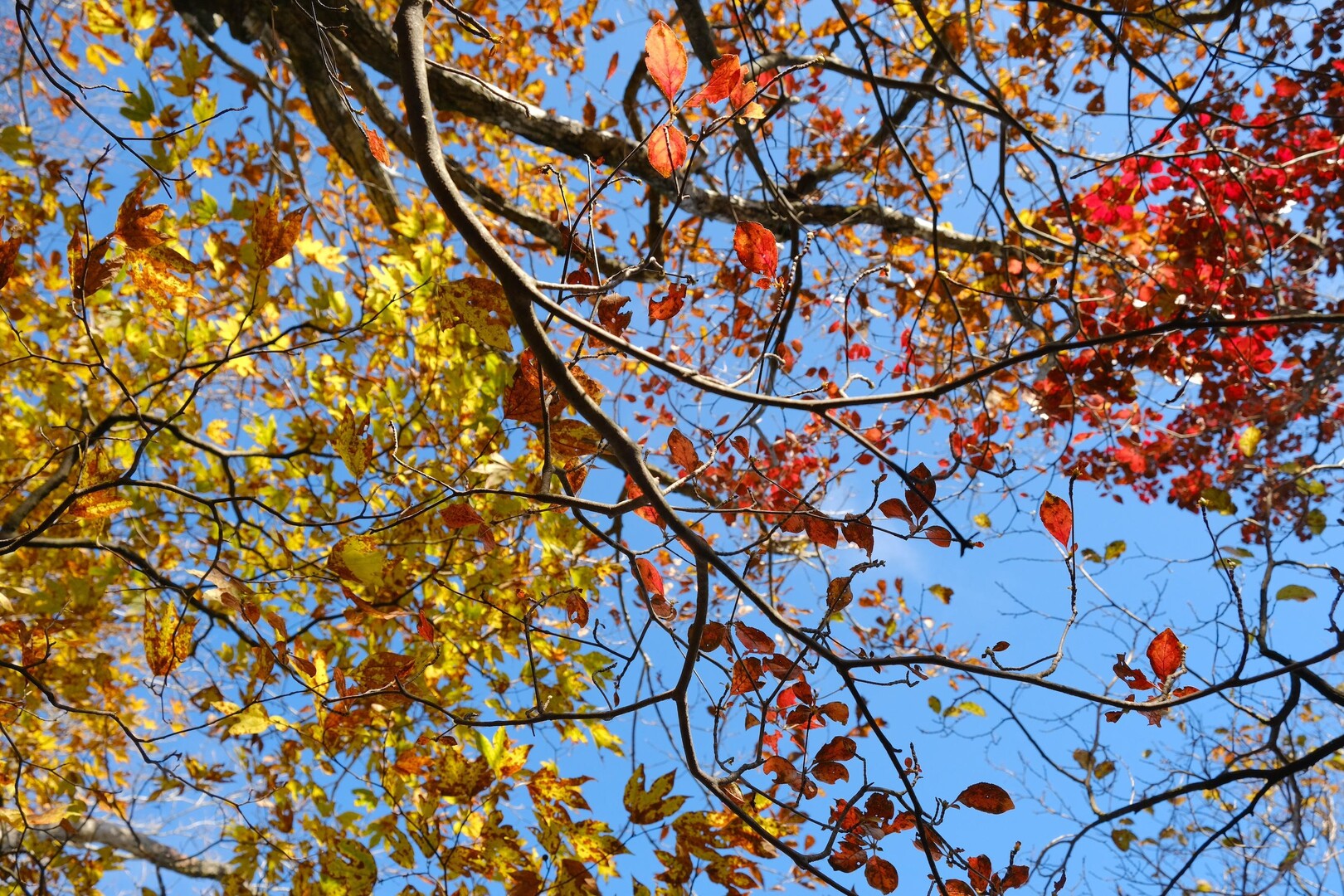 北山・岩ヶ峰・釈迦ヶ岳 / yosucoさんの釈迦ヶ岳の活動データ | YAMAP / ヤマップ