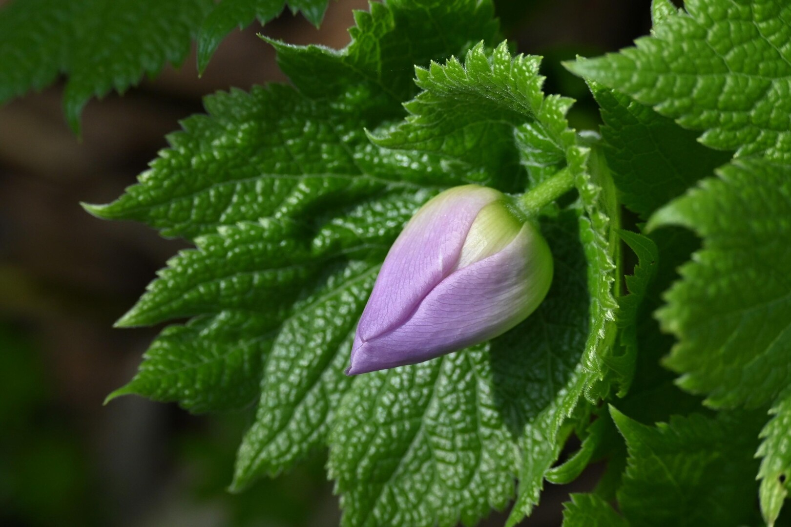 白根葵が咲いていたよ 藻岩山 / Chicoryさんの藻岩山の活動データ | YAMAP / ヤマップ