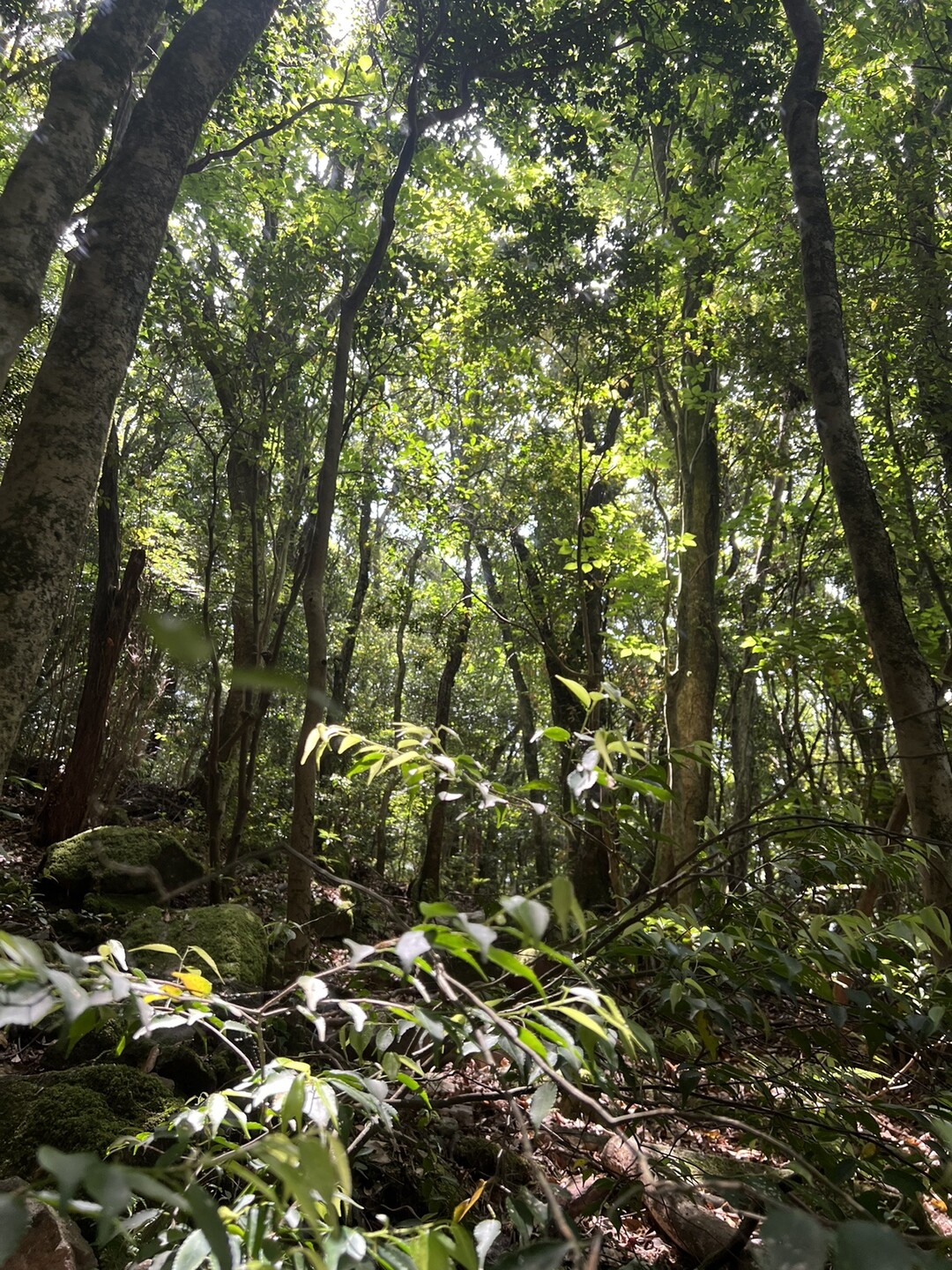 郡岳 / kyoopoさんの多良岳・経ヶ岳・五家原岳の活動データ | YAMAP / ヤマップ