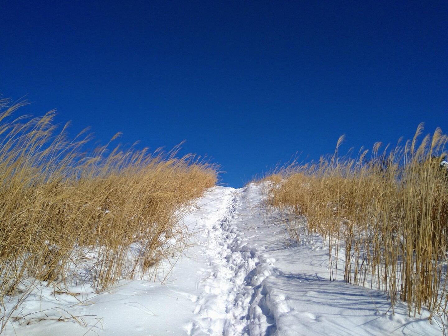 深山 / YT9さんの深山・掃雲峰の活動日記 | YAMAP / ヤマップ