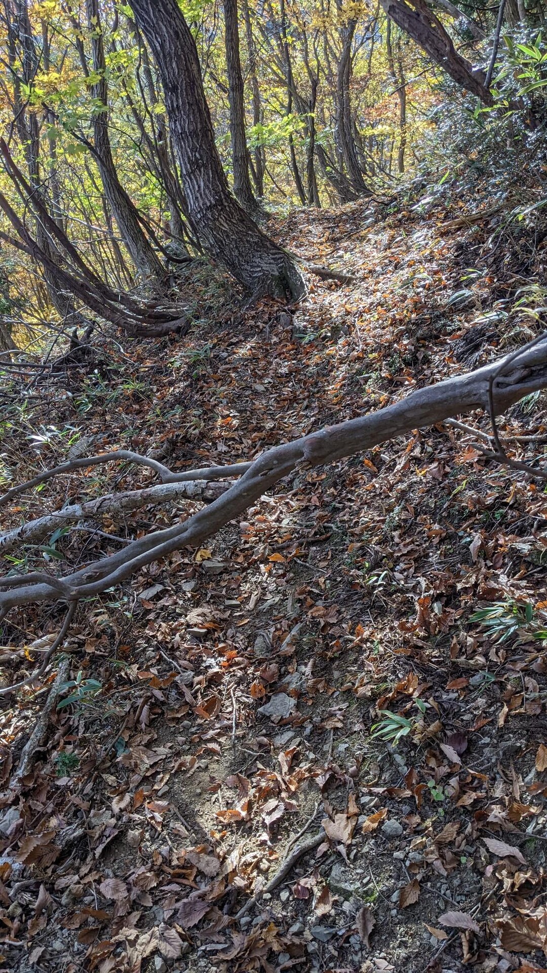 たいみずさんの投稿したフィールドメモ | YAMAP / ヤマップ