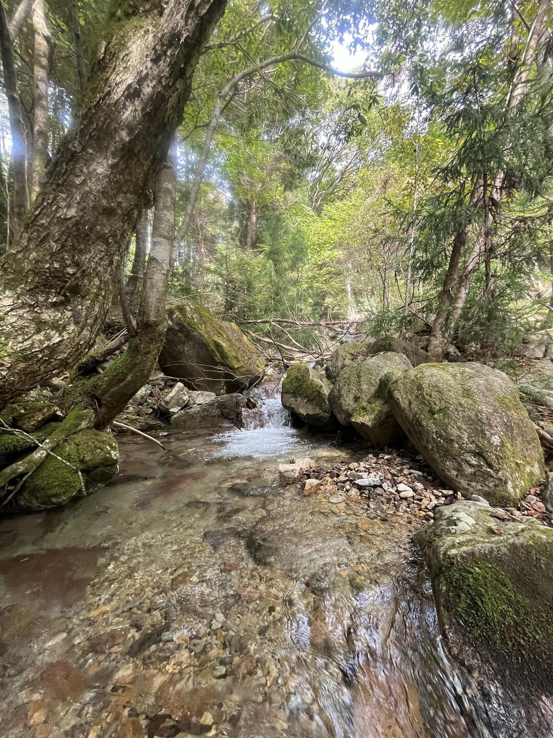 R6.10.31 高賀山⛰️🍁 / おぼっちゃまくんさんの高賀山・瓢ヶ岳・片知山の活動日記 | YAMAP / ヤマップ