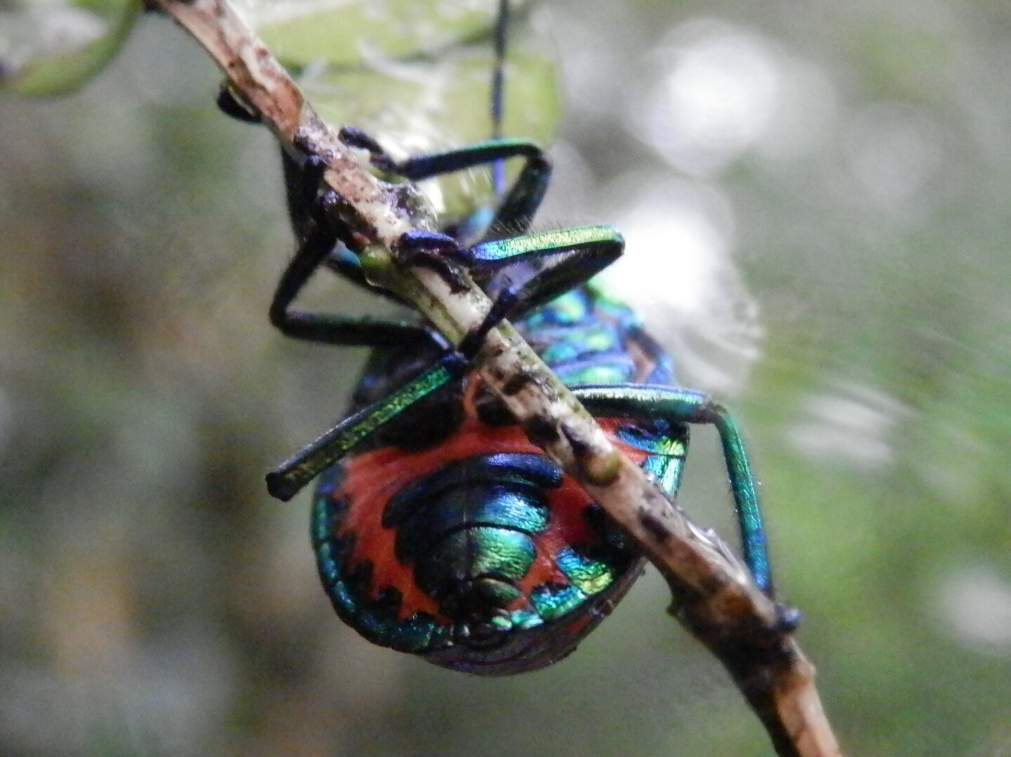 ニシキキンカメムシを求めて。。。古処山へ♪ / Chi-chanさんの古処山・屏山・馬見山・江川岳の活動データ | YAMAP / ヤマップ